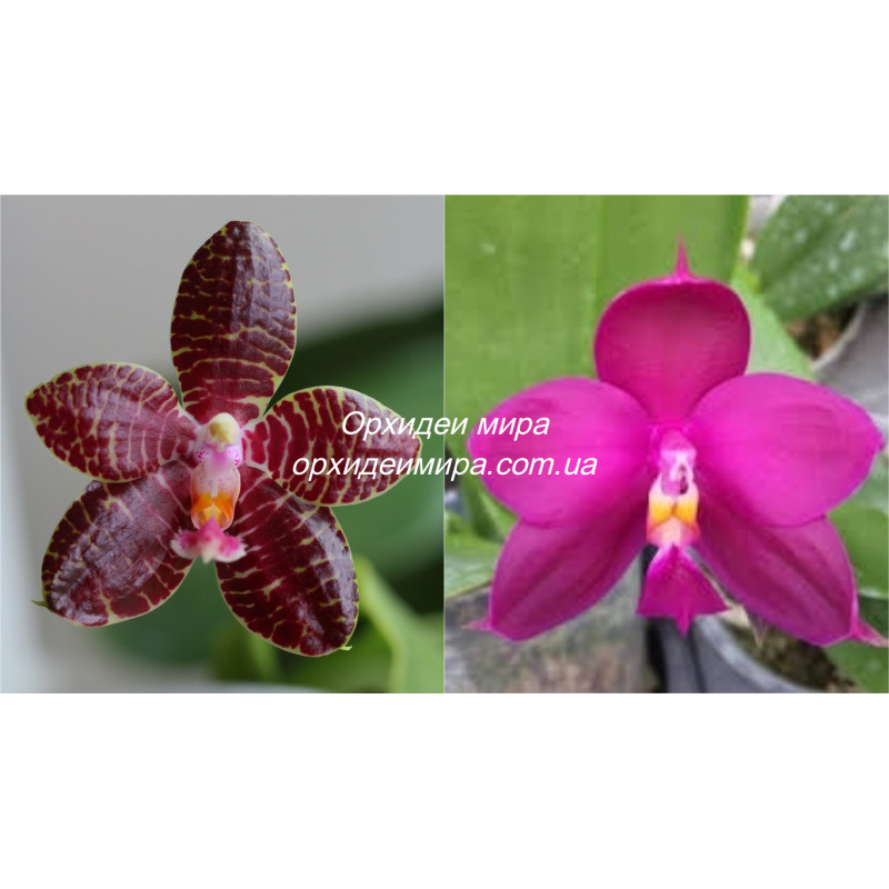 Орхидея Phal. Yaphon Red Jaguar x KS Super Jaguar - купить, доставка Украина